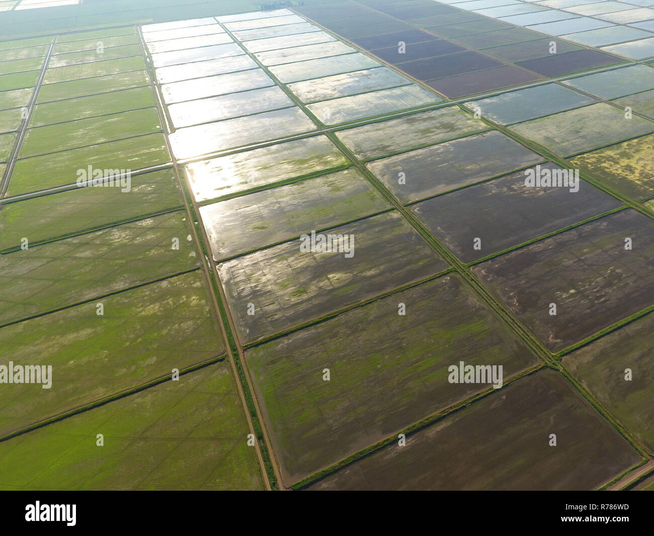 The rice fields are flooded with water. Flooded rice paddies. Agronomic ...