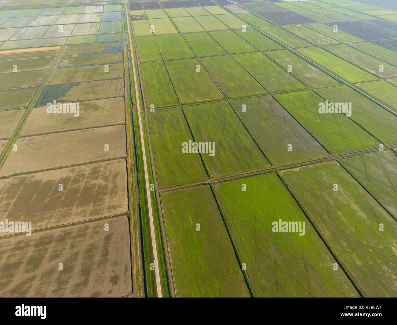 The rice fields are flooded with water. Flooded rice paddies. Agronomic ...