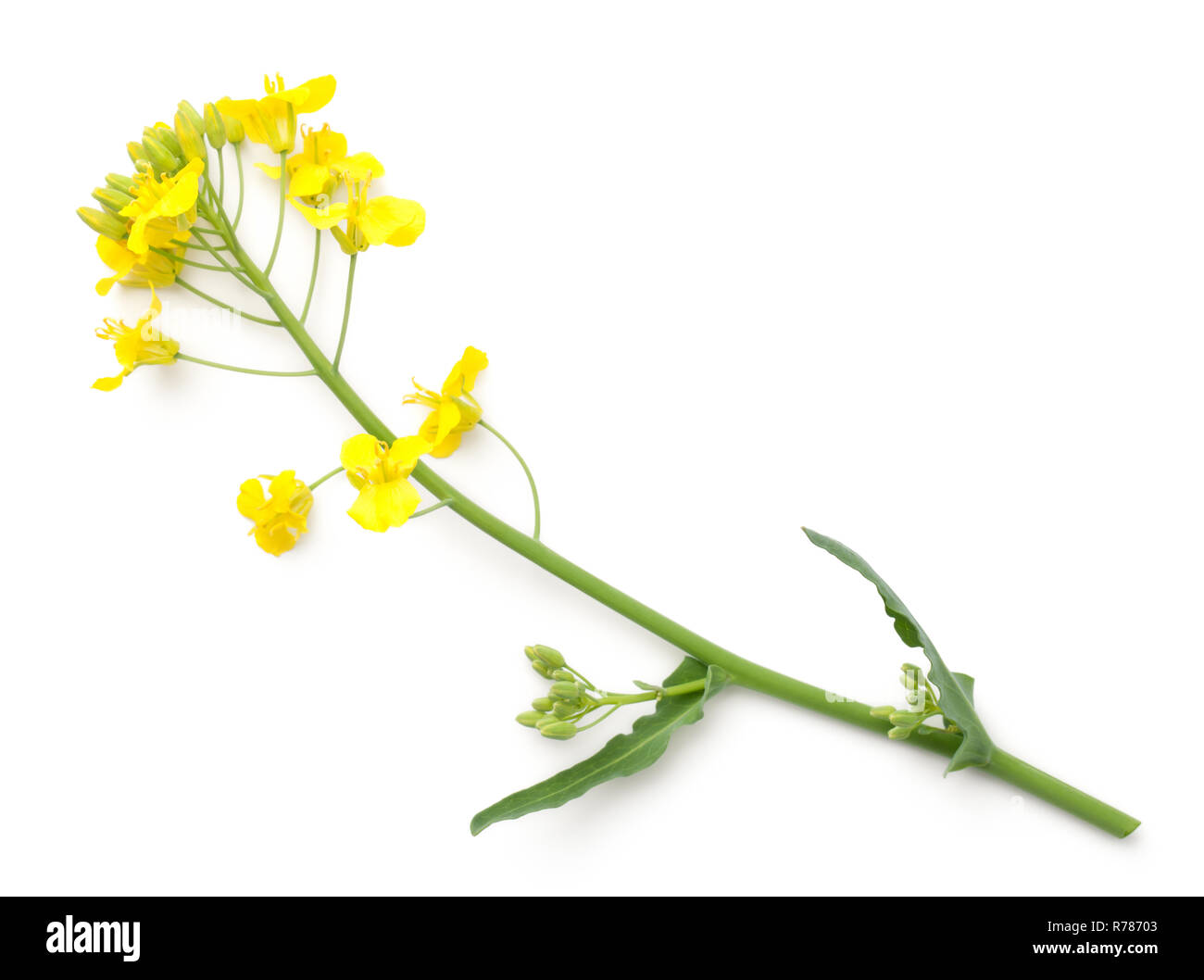 rapeseed flowers isolated on white background Stock Photo - Alamy