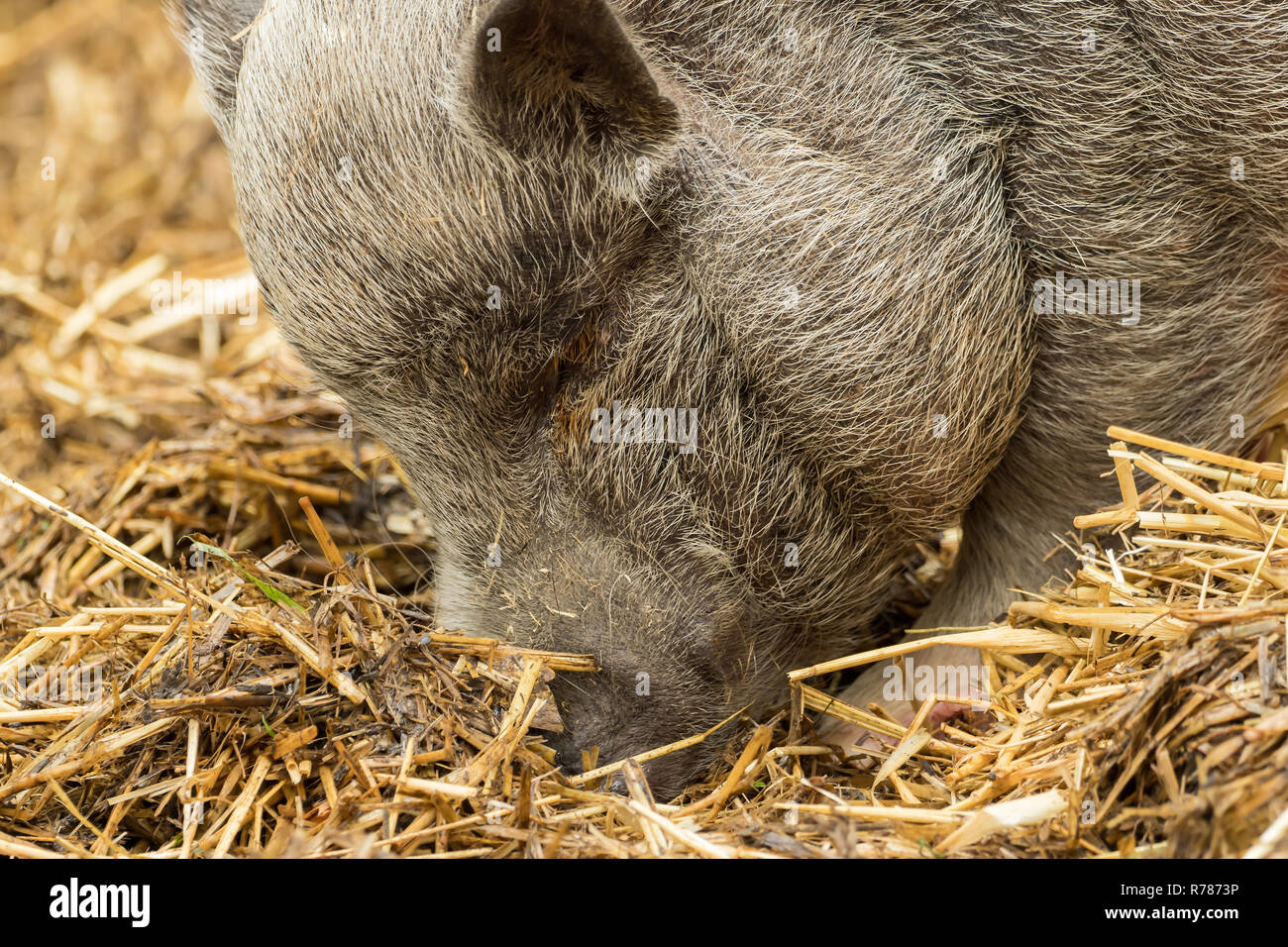 A pig is looking for food in the straw Stock Photo - Alamy