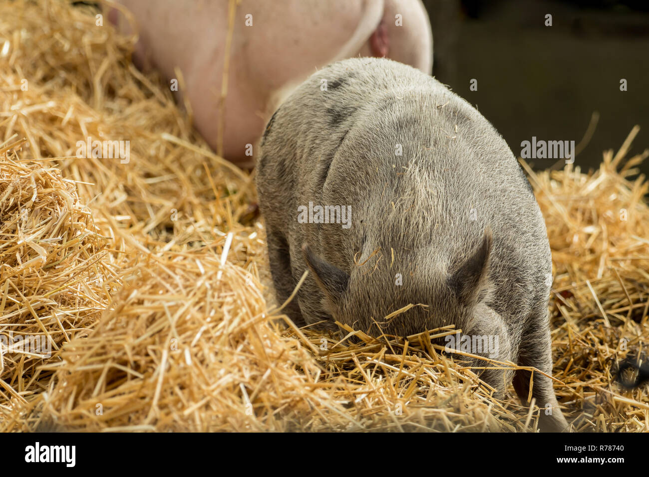 Laughing pigs hi-res stock photography and images - Alamy