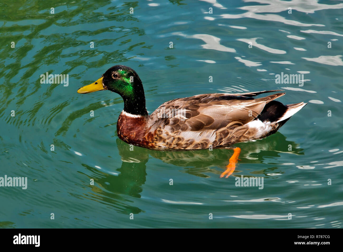 Duckling jumping hi-res stock photography and images - Alamy