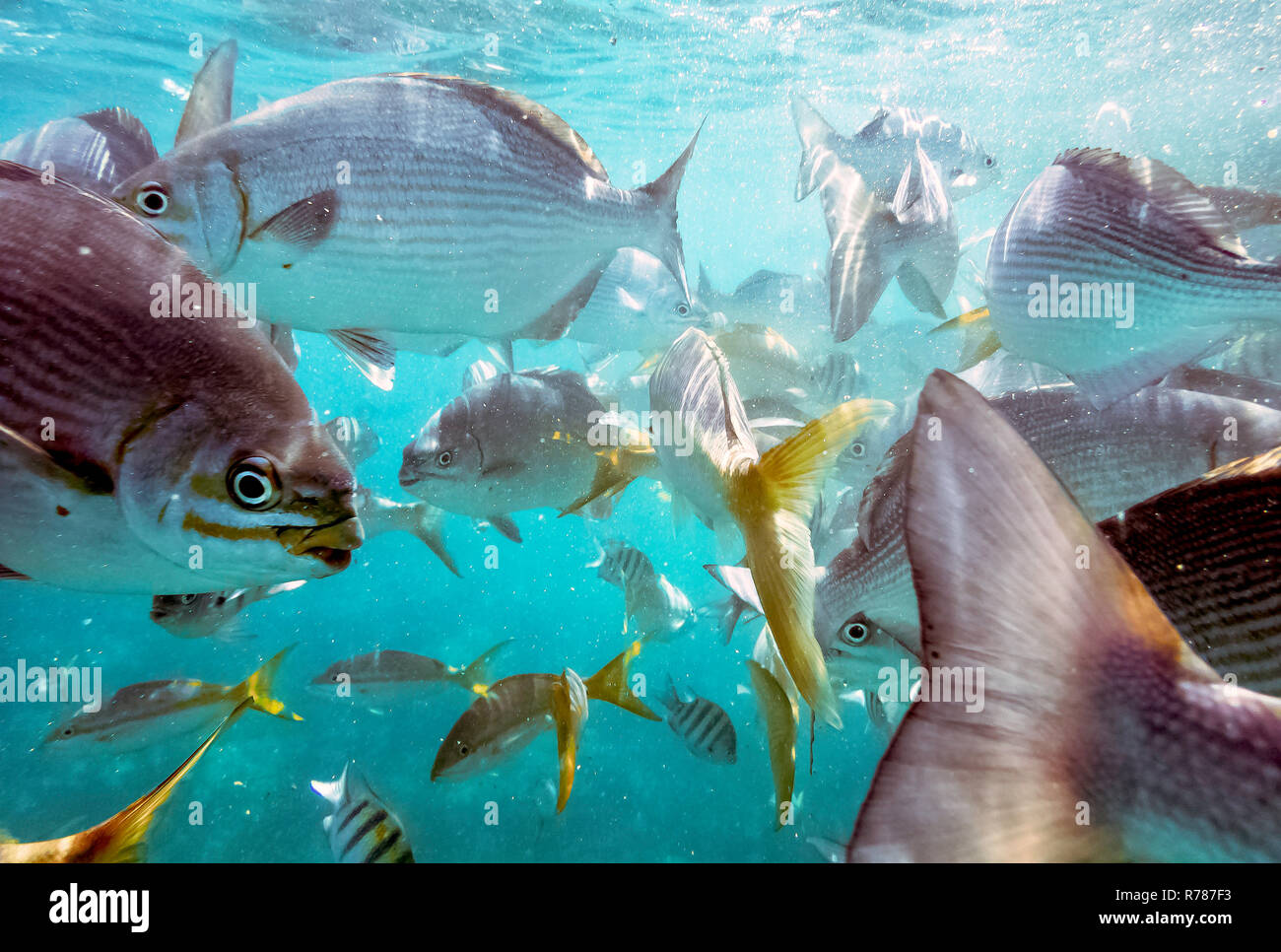 Marine life in Atlantic Ocean on Cuban coast Stock Photo - Alamy