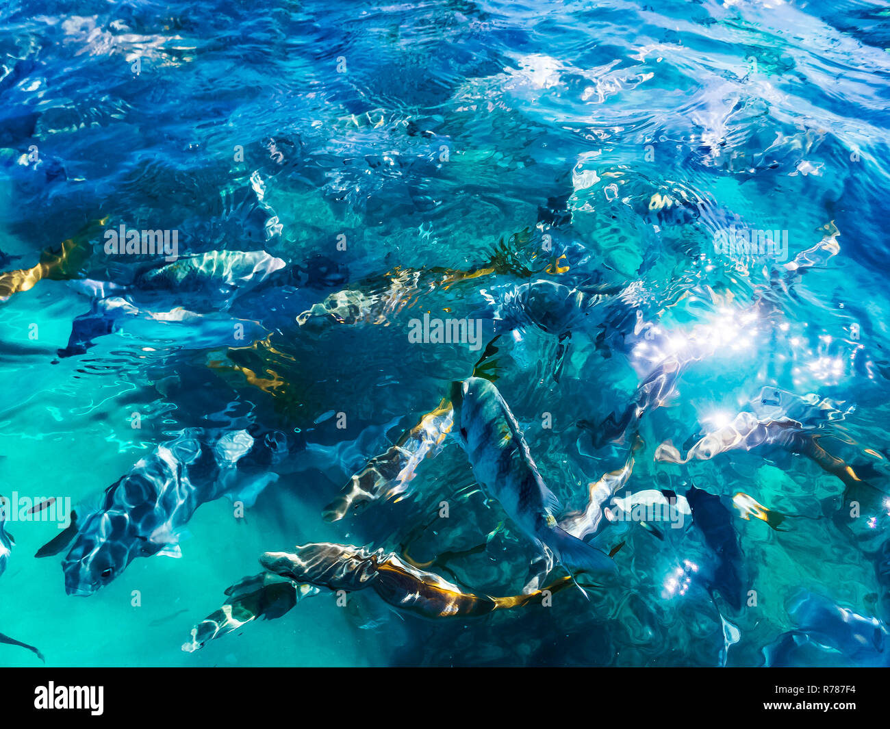 Marine life in Atlantic Ocean on Cuban coast Stock Photo - Alamy