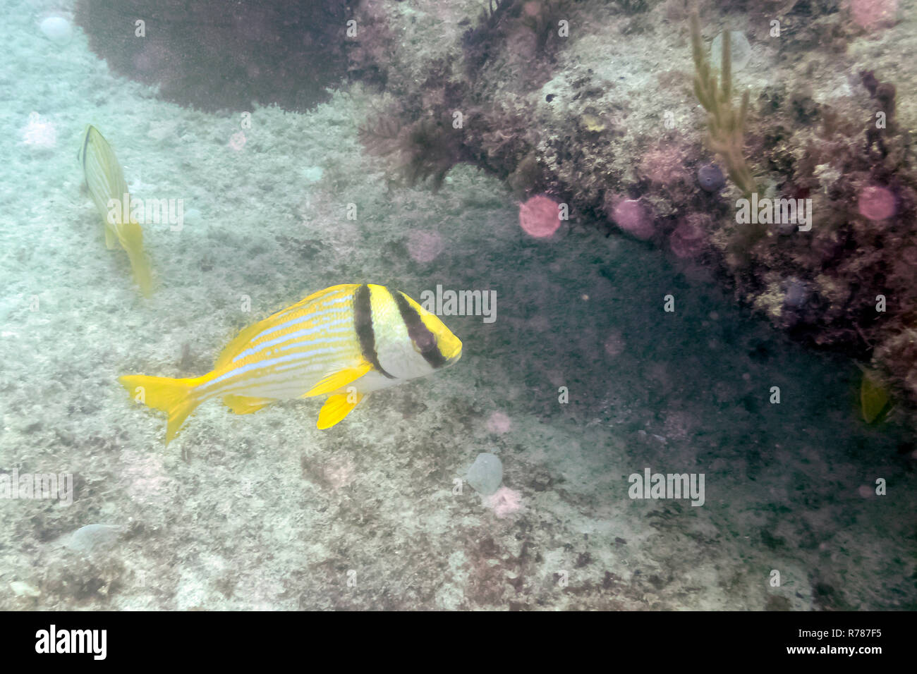 Marine life in Atlantic Ocean on Cuban coast Stock Photo - Alamy