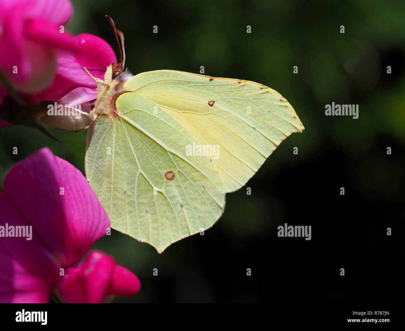 lemon butterflies on fence vetch Stock Photo - Alamy