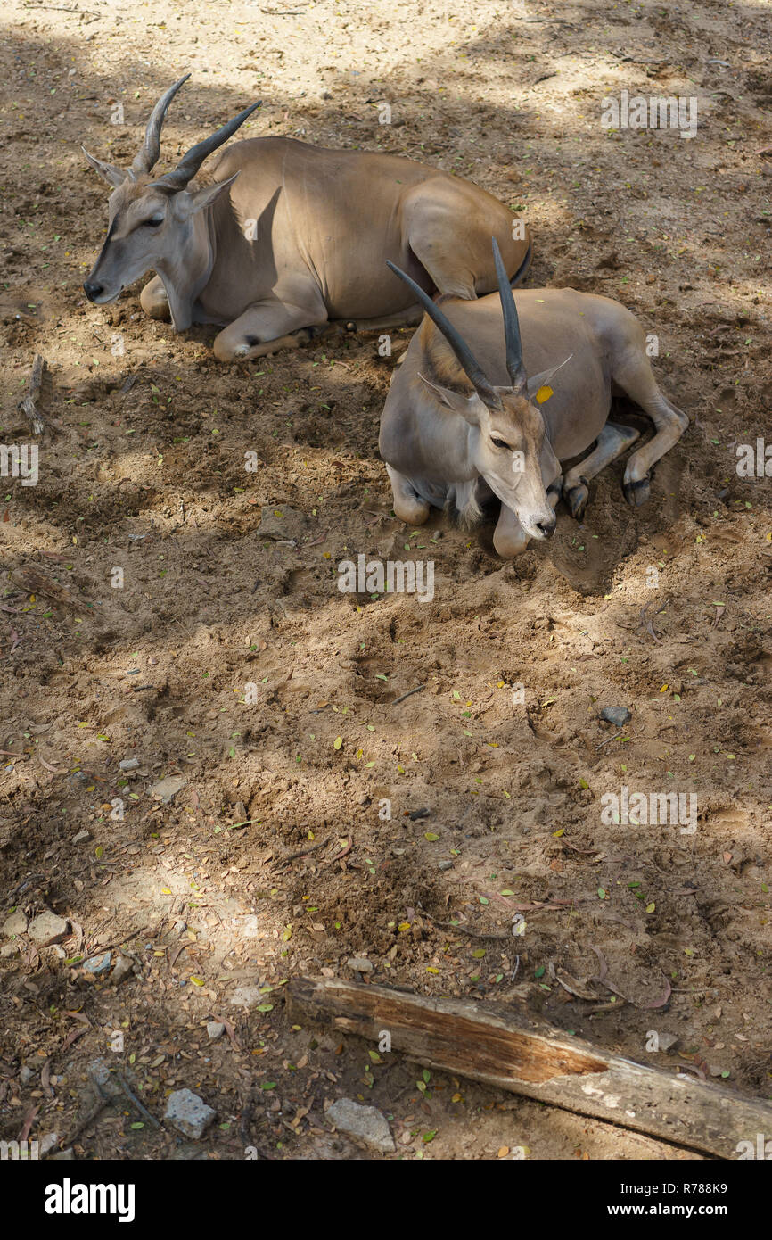 antelope with grey background Stock Photo - Alamy