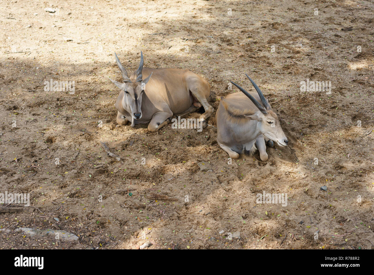 antelope with grey background Stock Photo - Alamy