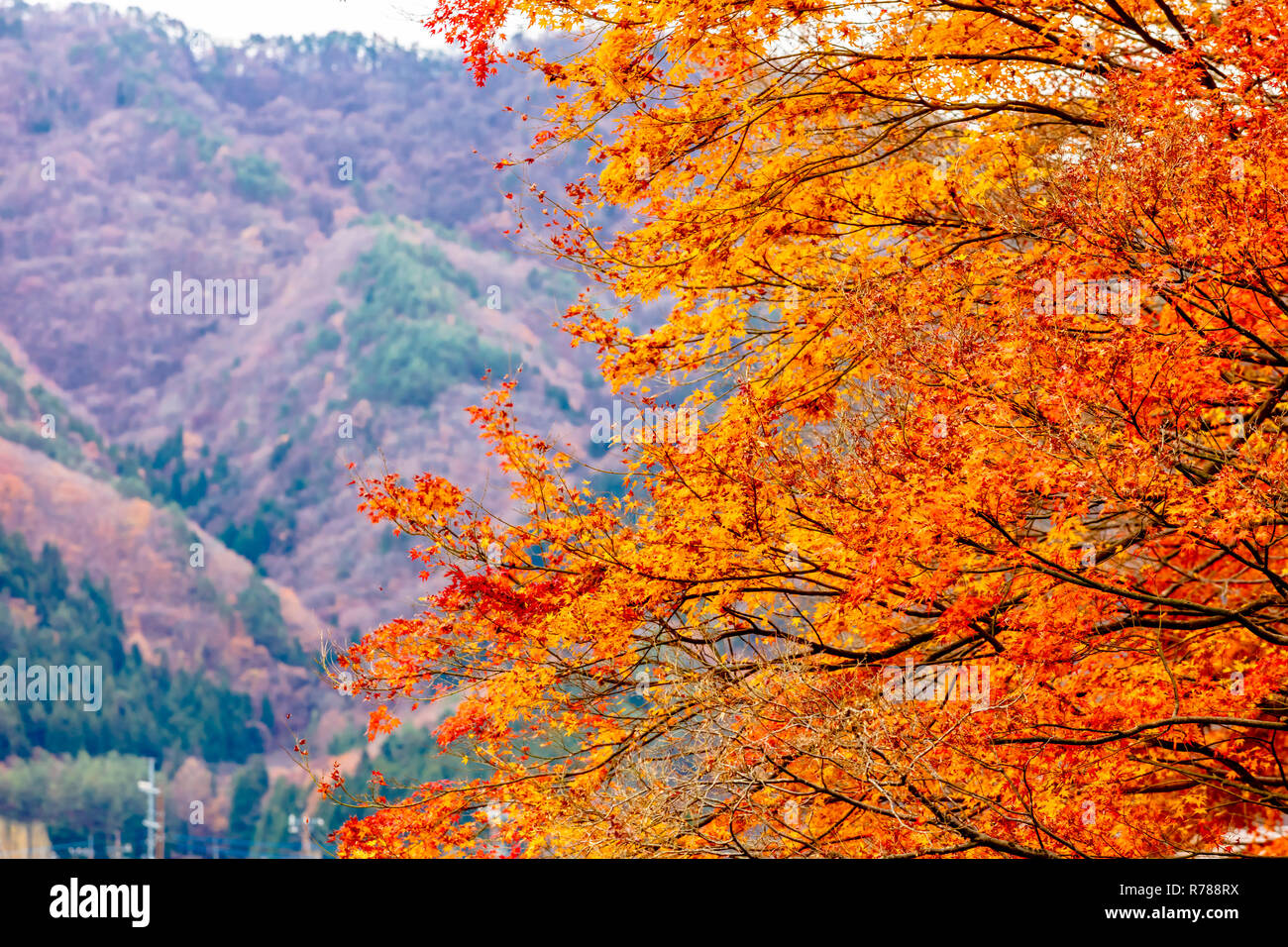 Kawaguchiko, Yamanashi / Japan - November 29 2018: scenic autumn view ...