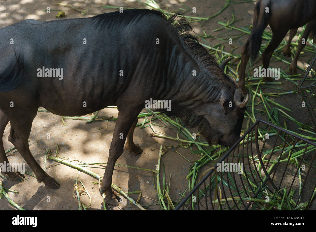antelope with grey background Stock Photo - Alamy