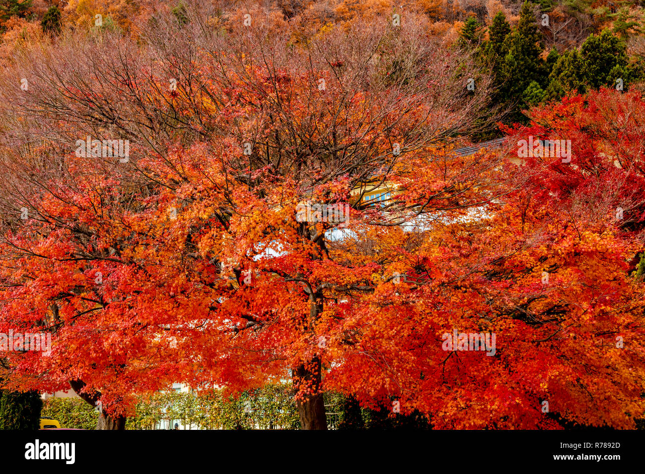 Momiji maple hi-res stock photography and images - Alamy
