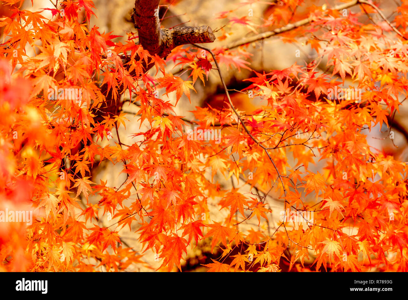 Momiji hi-res stock photography and images - Alamy