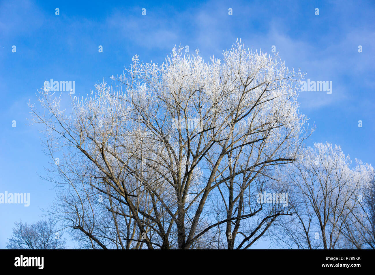 Beautiful big tree hi-res stock photography and images - Alamy