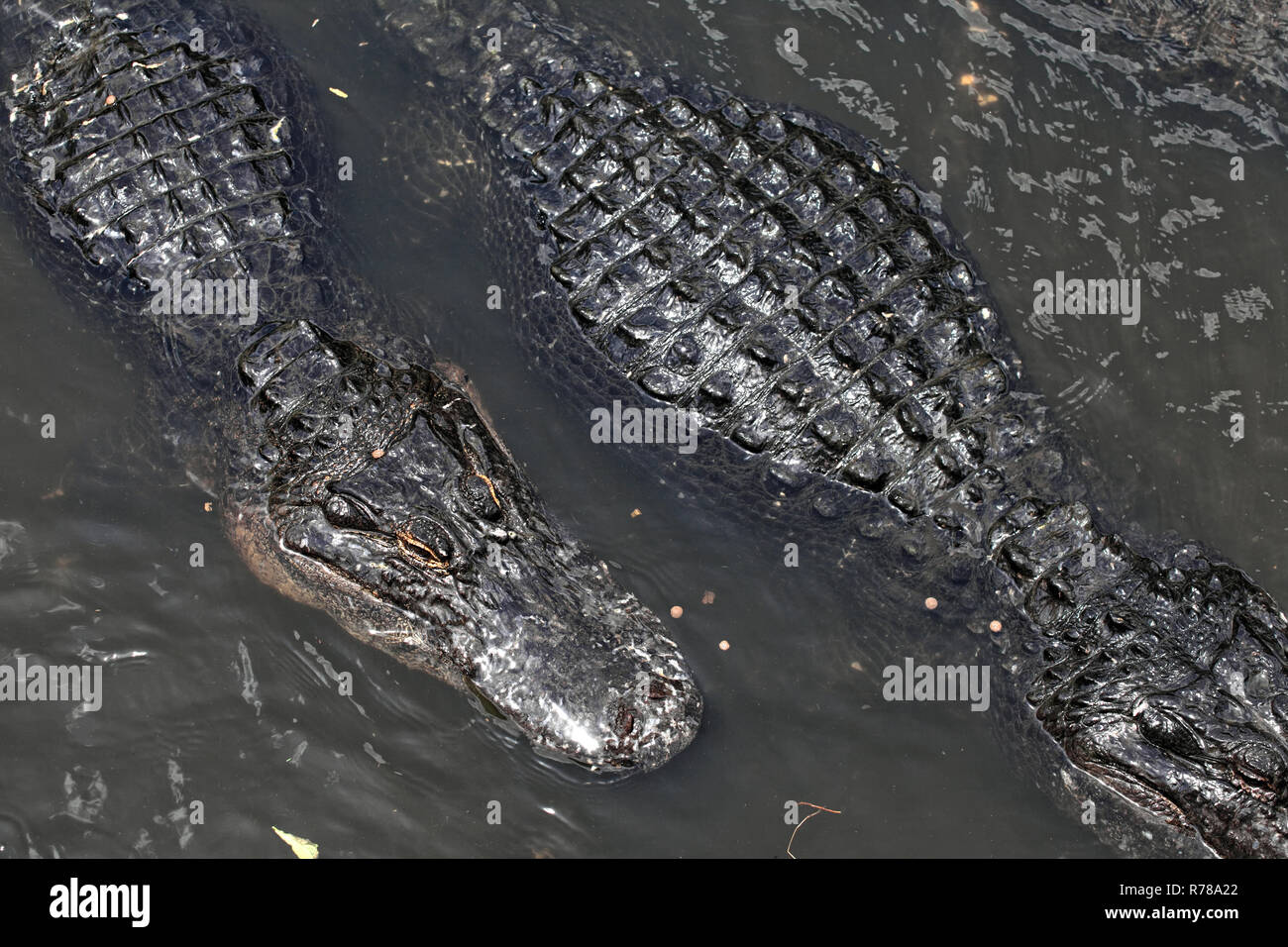 Alligators floating on water Stock Photo - Alamy