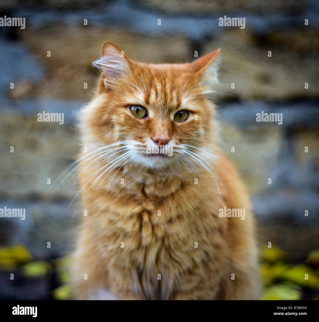 Ginger cat looking sad hi-res stock photography and images - Alamy