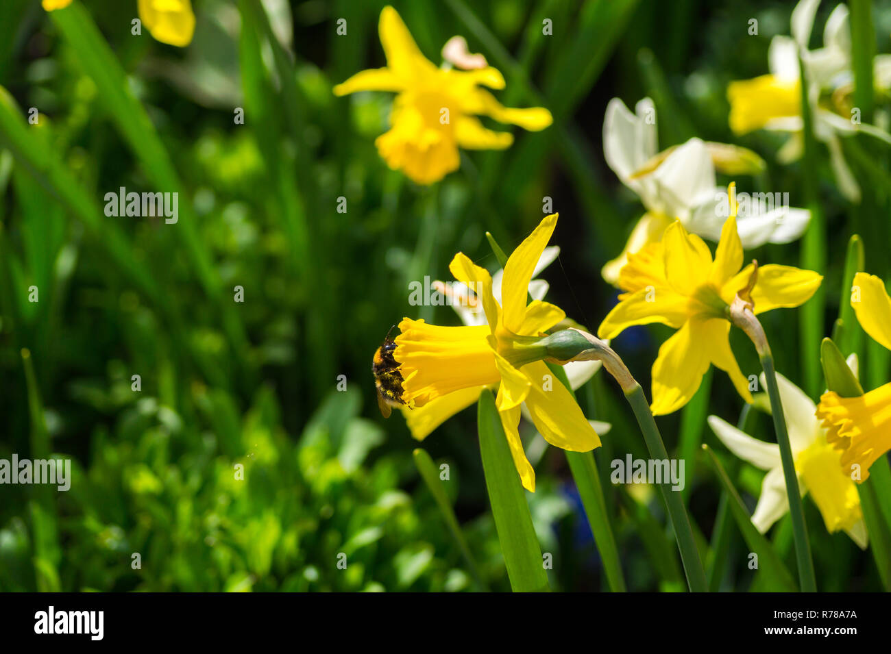 Close-up of beautiful flowering Yellow Daffodil Flowers on a sunny Day ...