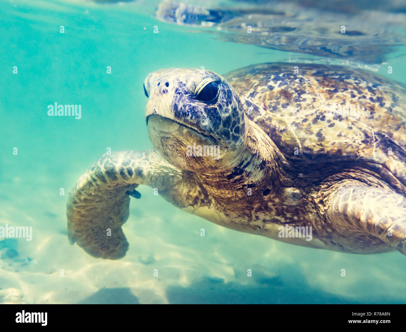 Turtle at Hikkaduwa beach Stock Photo - Alamy