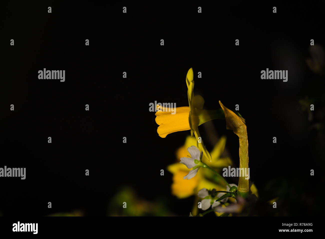 Close-up of beautiful flowering Yellow Daffodil Flowers on a sunny Day ...