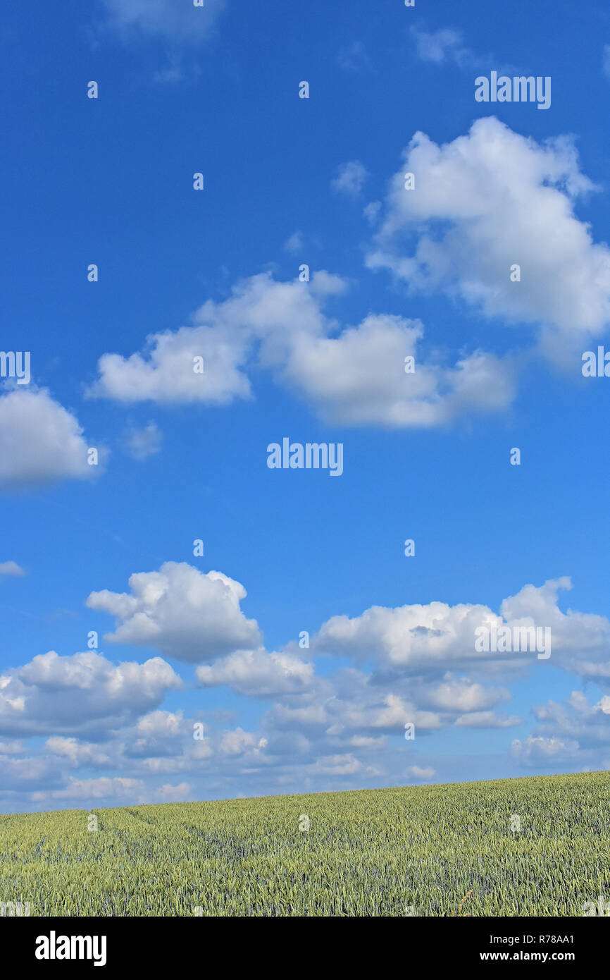 Weizenpflanze hi-res stock photography and images - Alamy