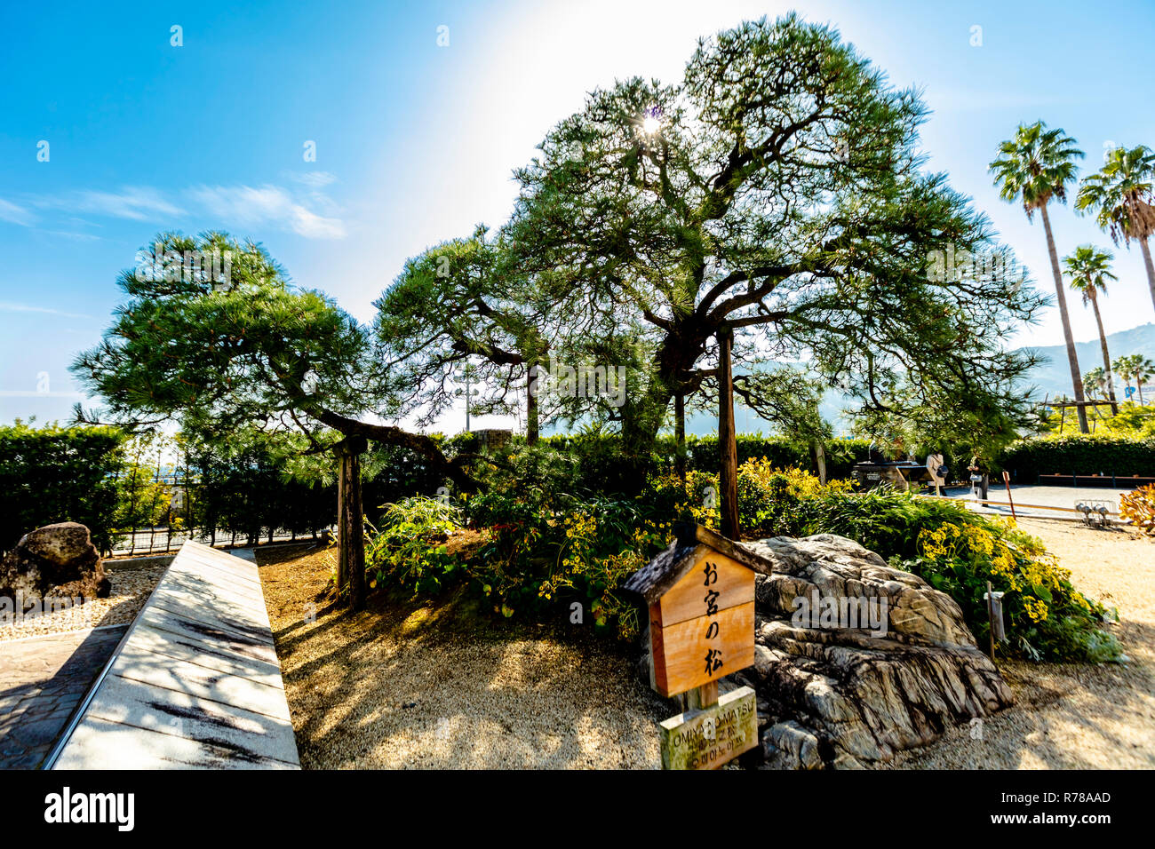 Atami, Shizuoka / Japan - December 2 2018: Omiya no Matsu pine tree ...