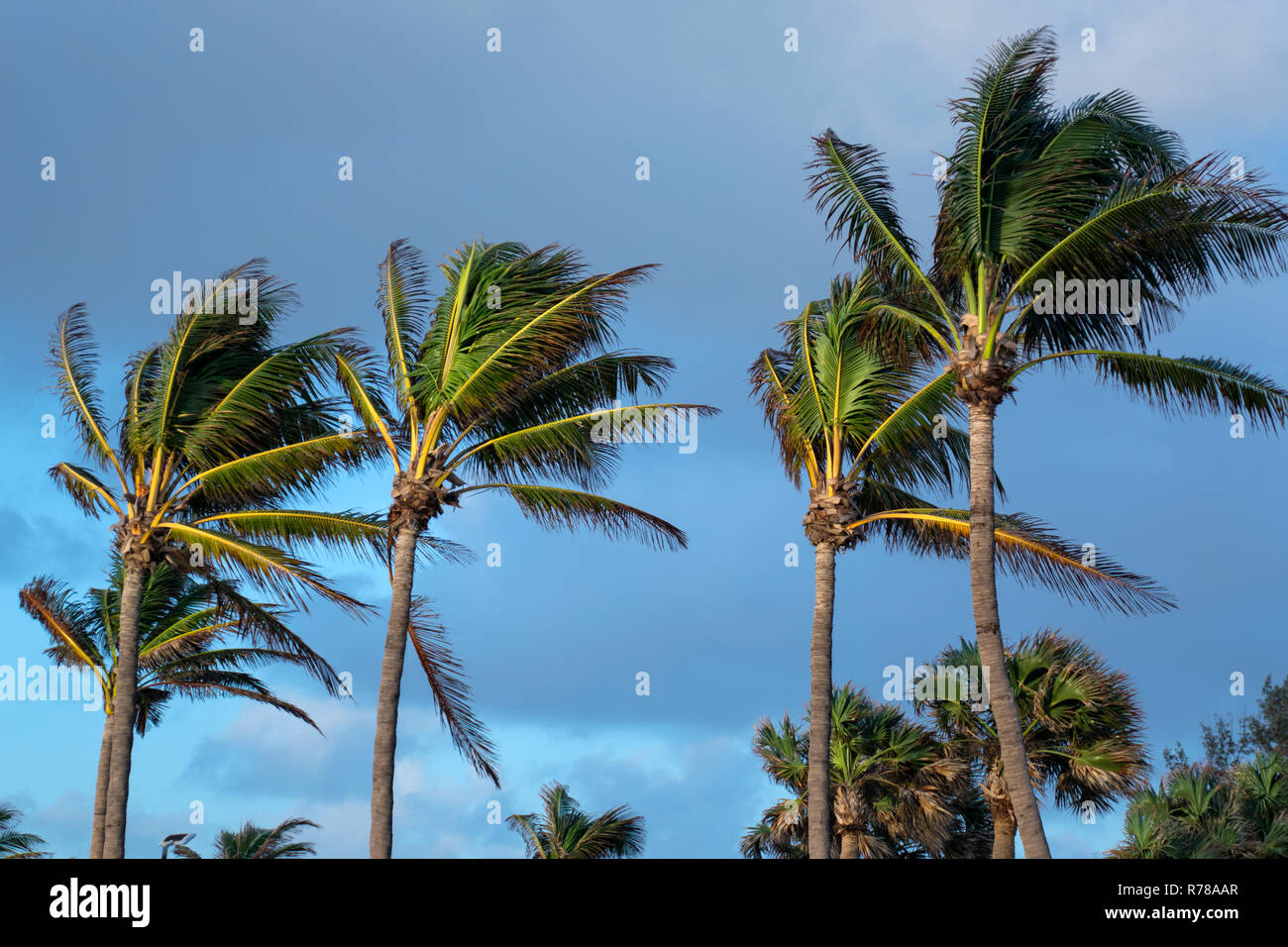 Coconut palm leaf stalk hi-res stock photography and images - Alamy