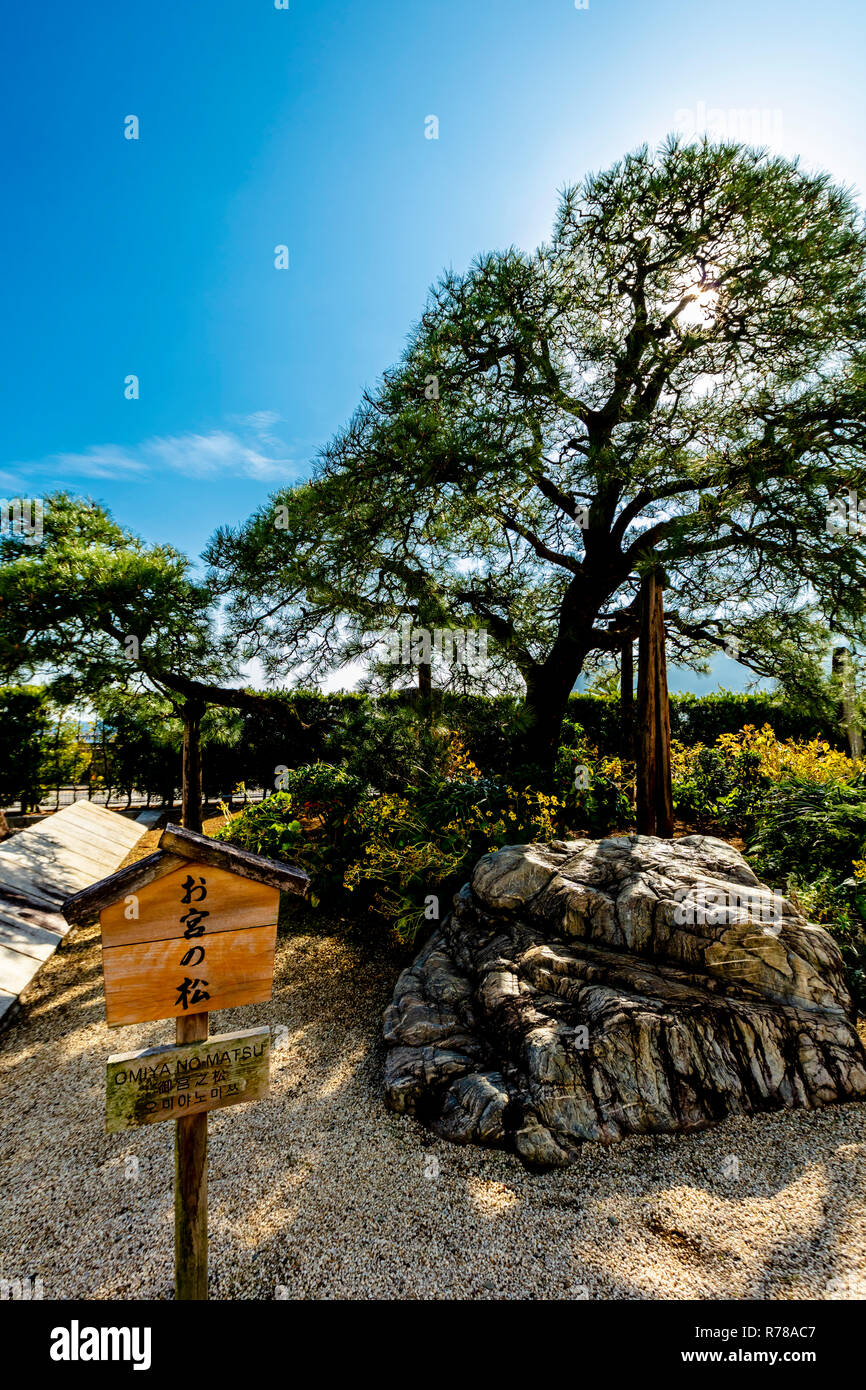 Atami, Shizuoka / Japan - December 2 2018: Omiya no Matsu pine tree ...