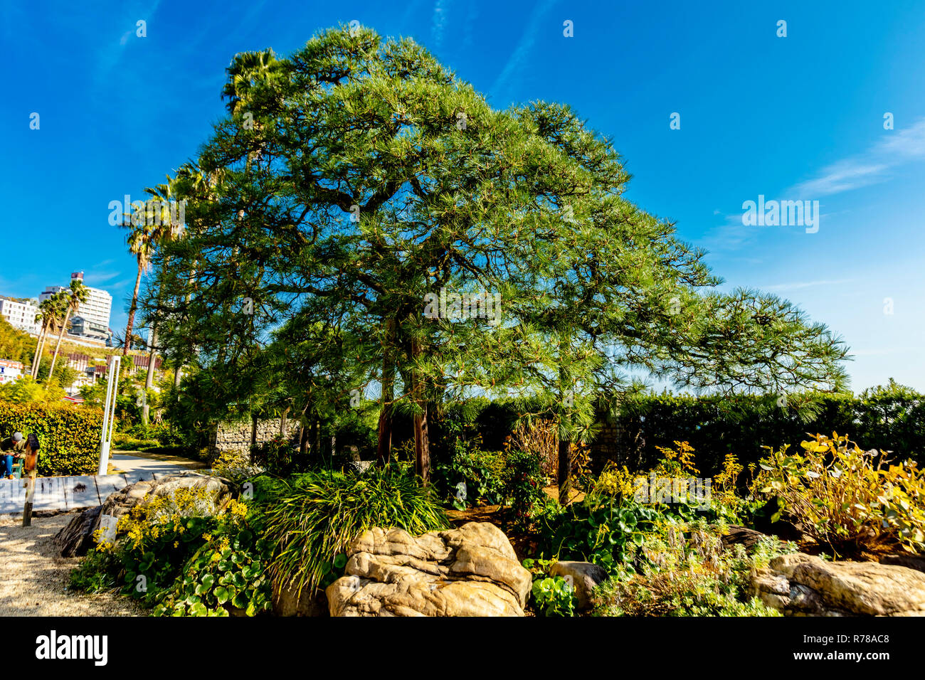 Atami, Shizuoka / Japan - December 2 2018: Omiya no Matsu pine tree ...