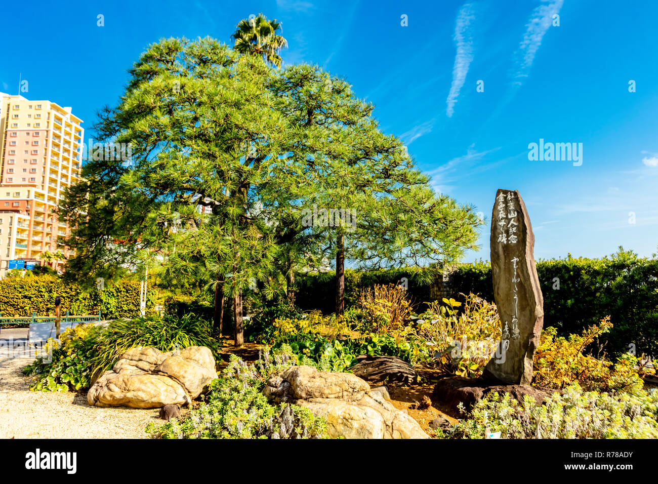 Atami, Shizuoka / Japan - December 2 2018: Omiya no Matsu pine tree ...