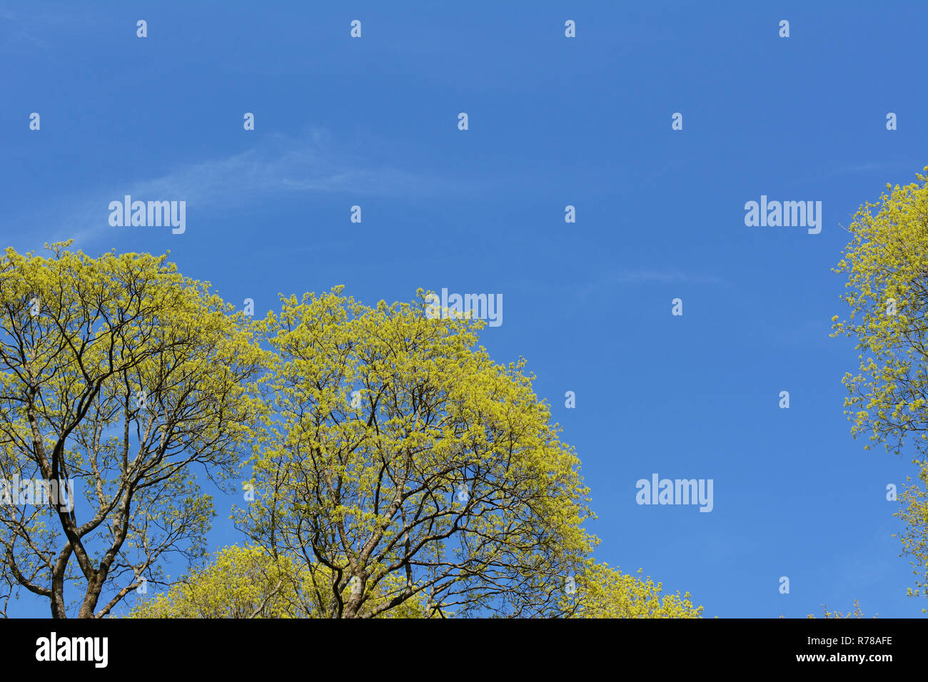 Bright green foliage of lime trees against a bright blue sky Stock ...