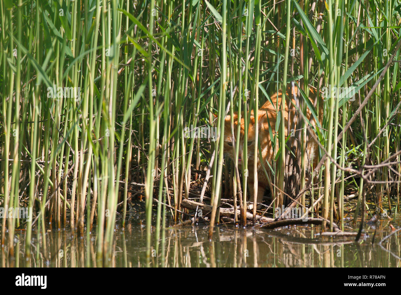 Domestic cat, orange tabby, hunting in the reeds, Saxony-Anhalt ...