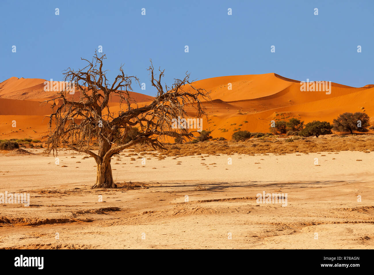 Tree in front of a sand dune, Sossusvlei, Namib Desert, Namib-Naukluft ...