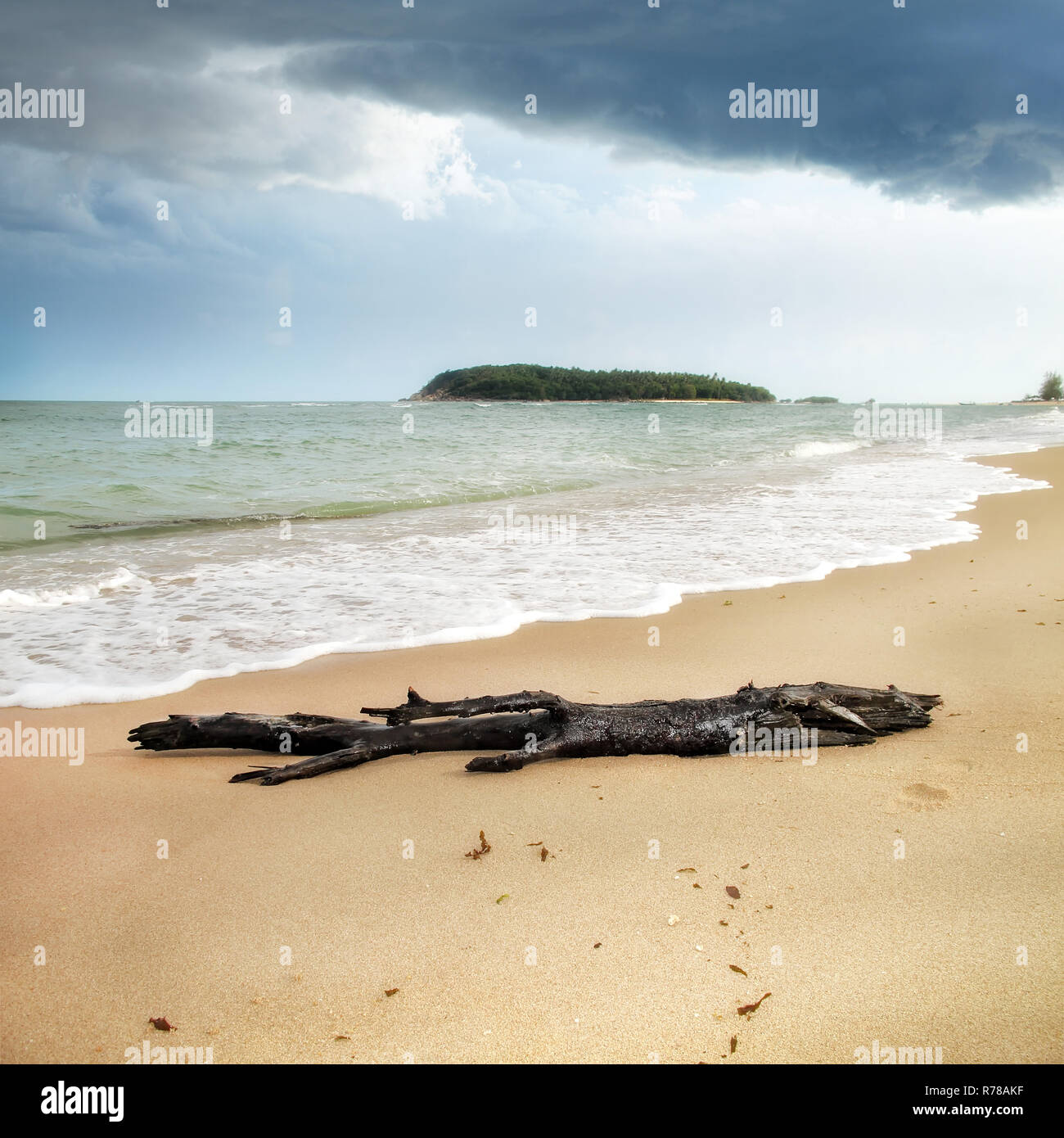 tree trunk at the beach Stock Photo - Alamy