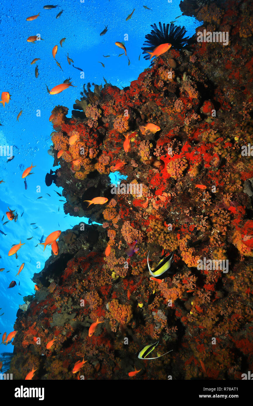 Great barrier reef fish hi-res stock photography and images - Alamy