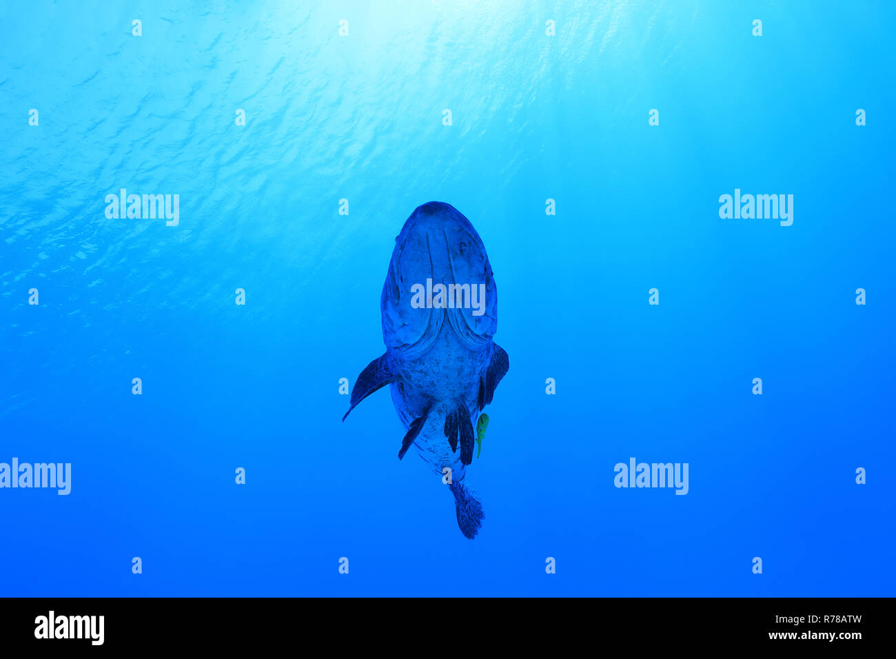 Potato grouper fish (Epinephelus tukula) underwater in the Great ...