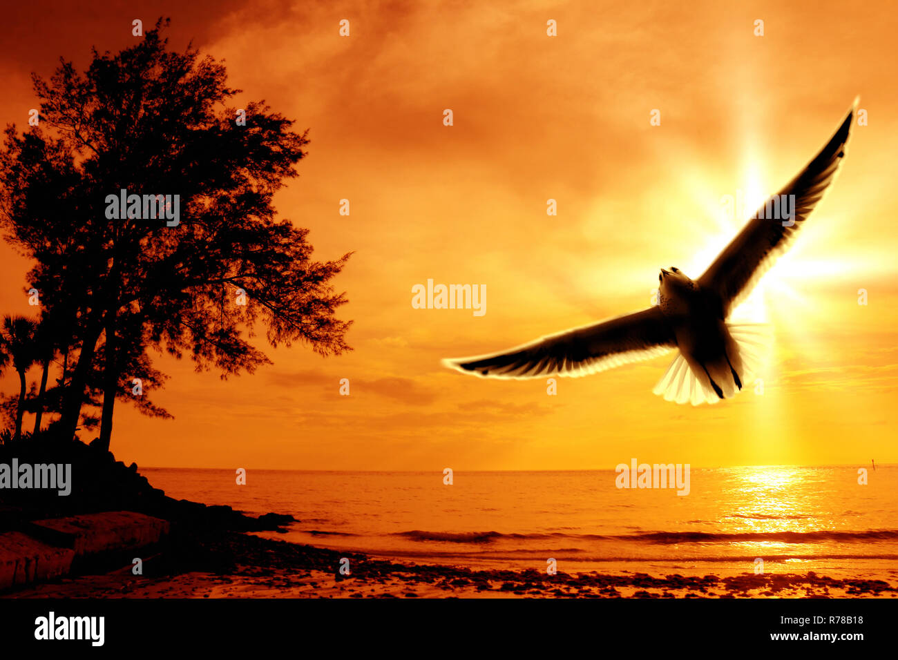 seagull over sunset Stock Photo - Alamy