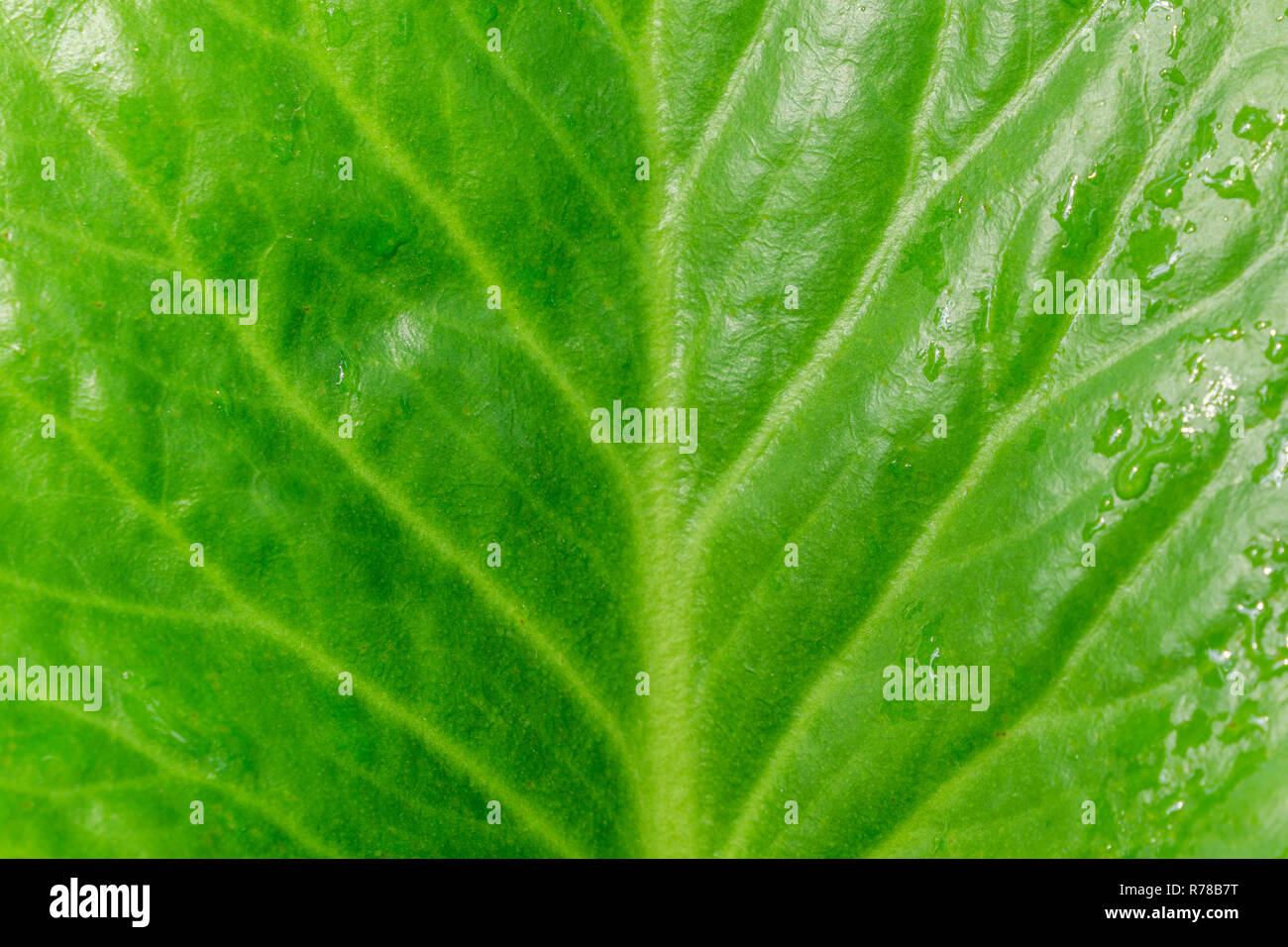 Close-up of a green Leaf Stock Photo - Alamy