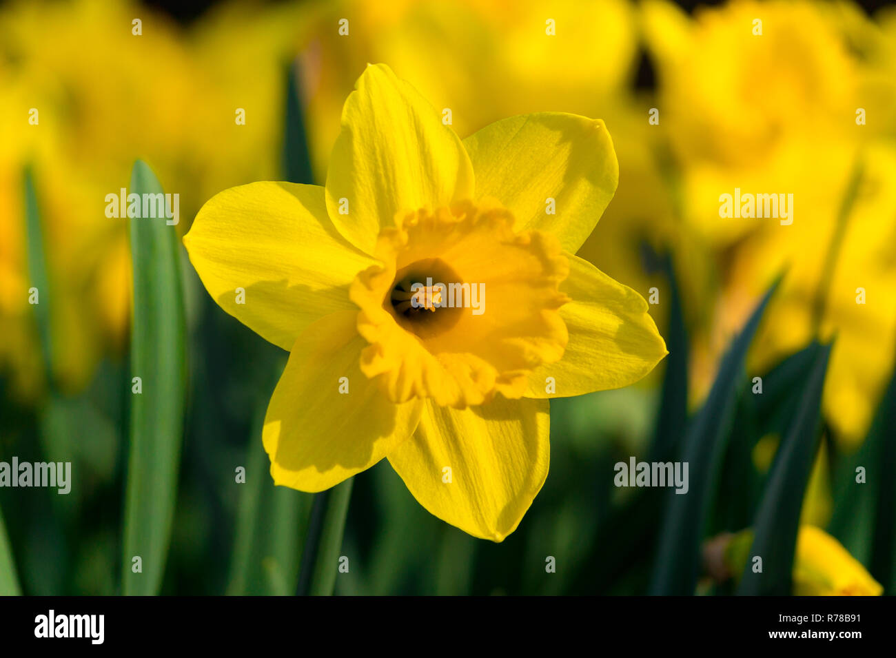 Close-up of beautiful flowering Yellow Daffodil Flowers on a sunny Day ...