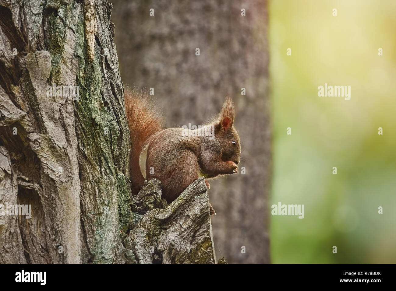 Squirrel on the Tree Stock Photo - Alamy
