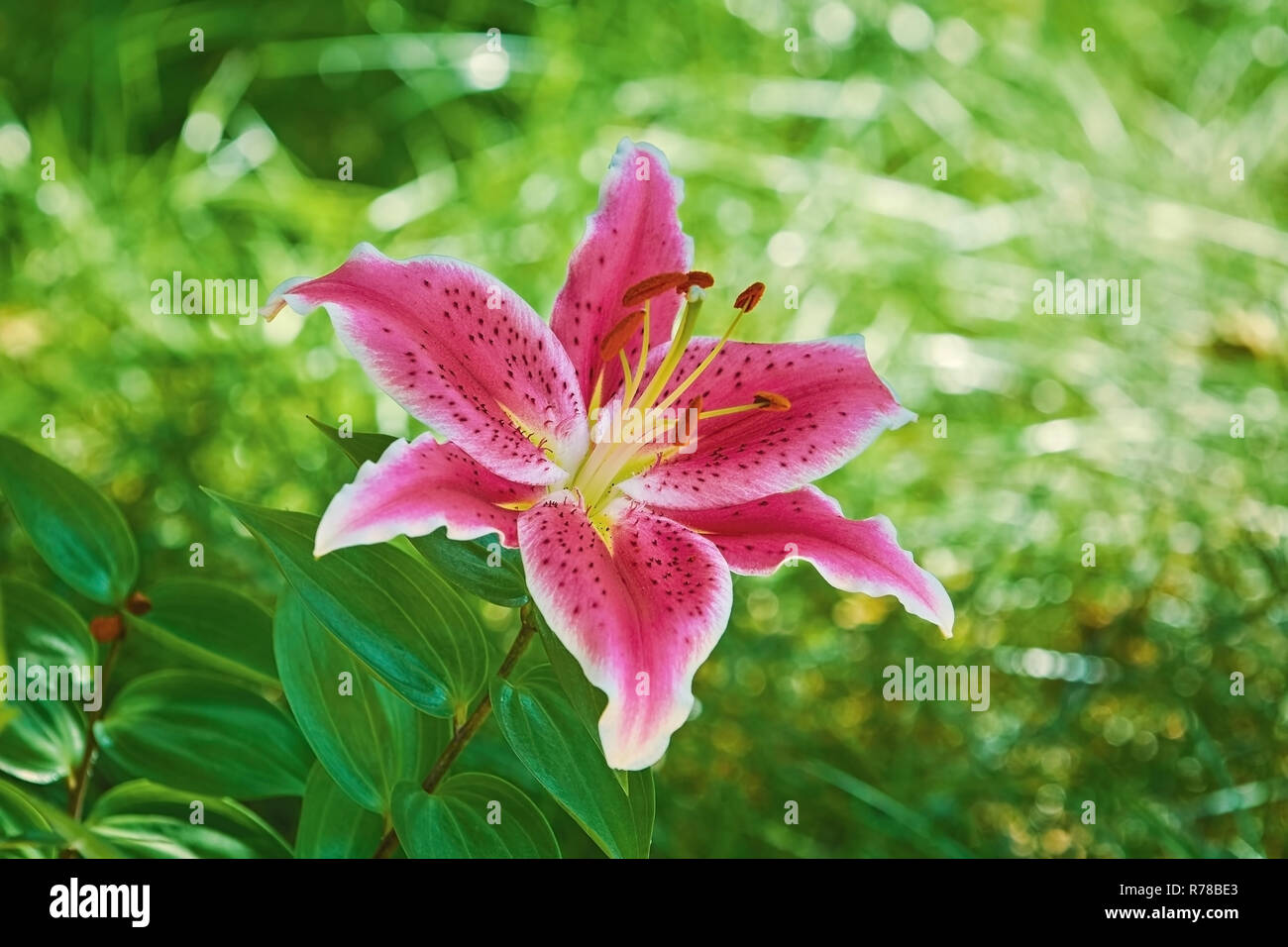 Lily flower over hi-res stock photography and images - Alamy