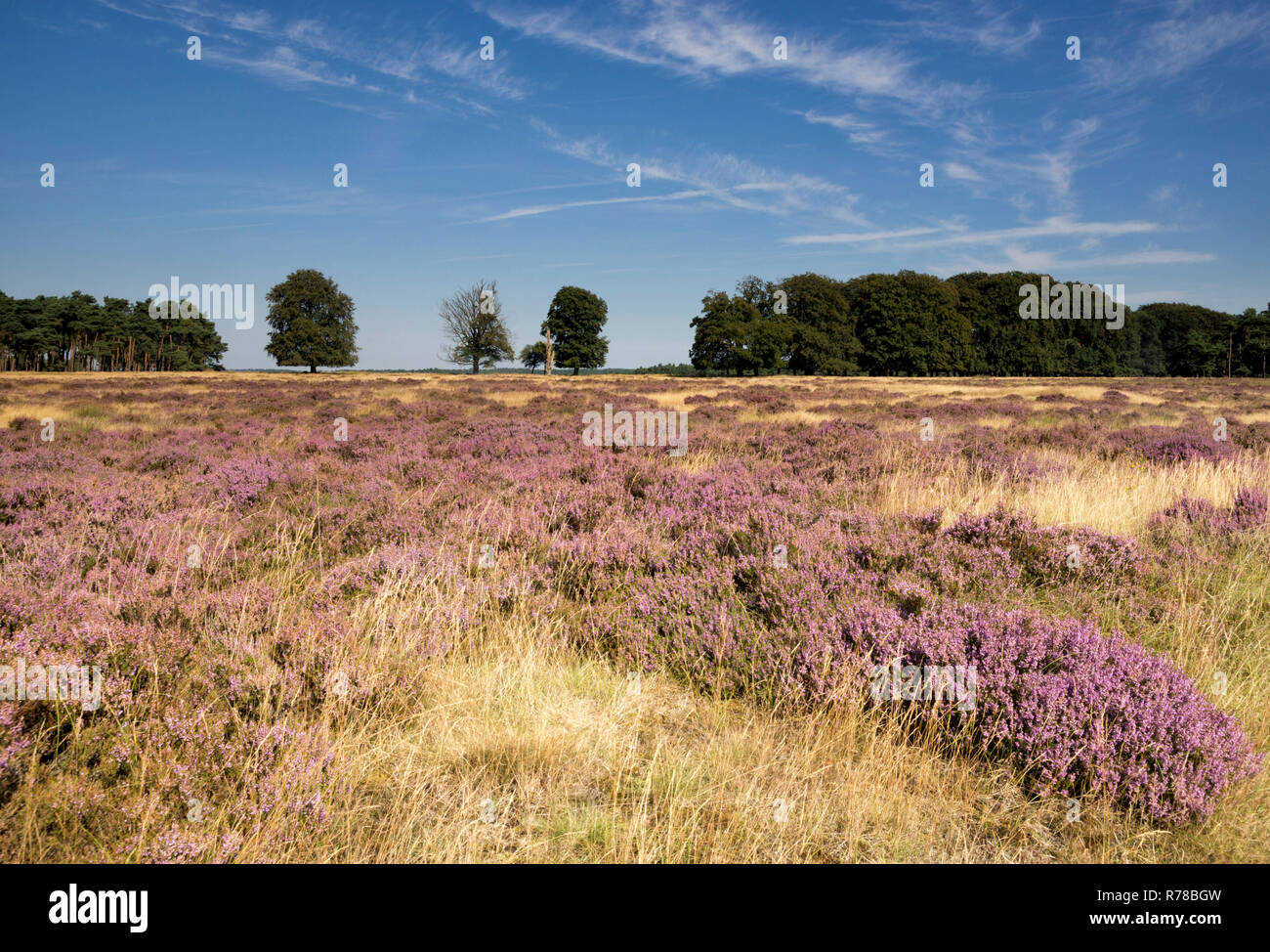 Heathland ede hi-res stock photography and images - Alamy