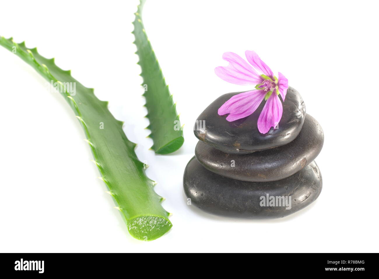 leaves of aloe with stones and flower on white background Stock Photo ...