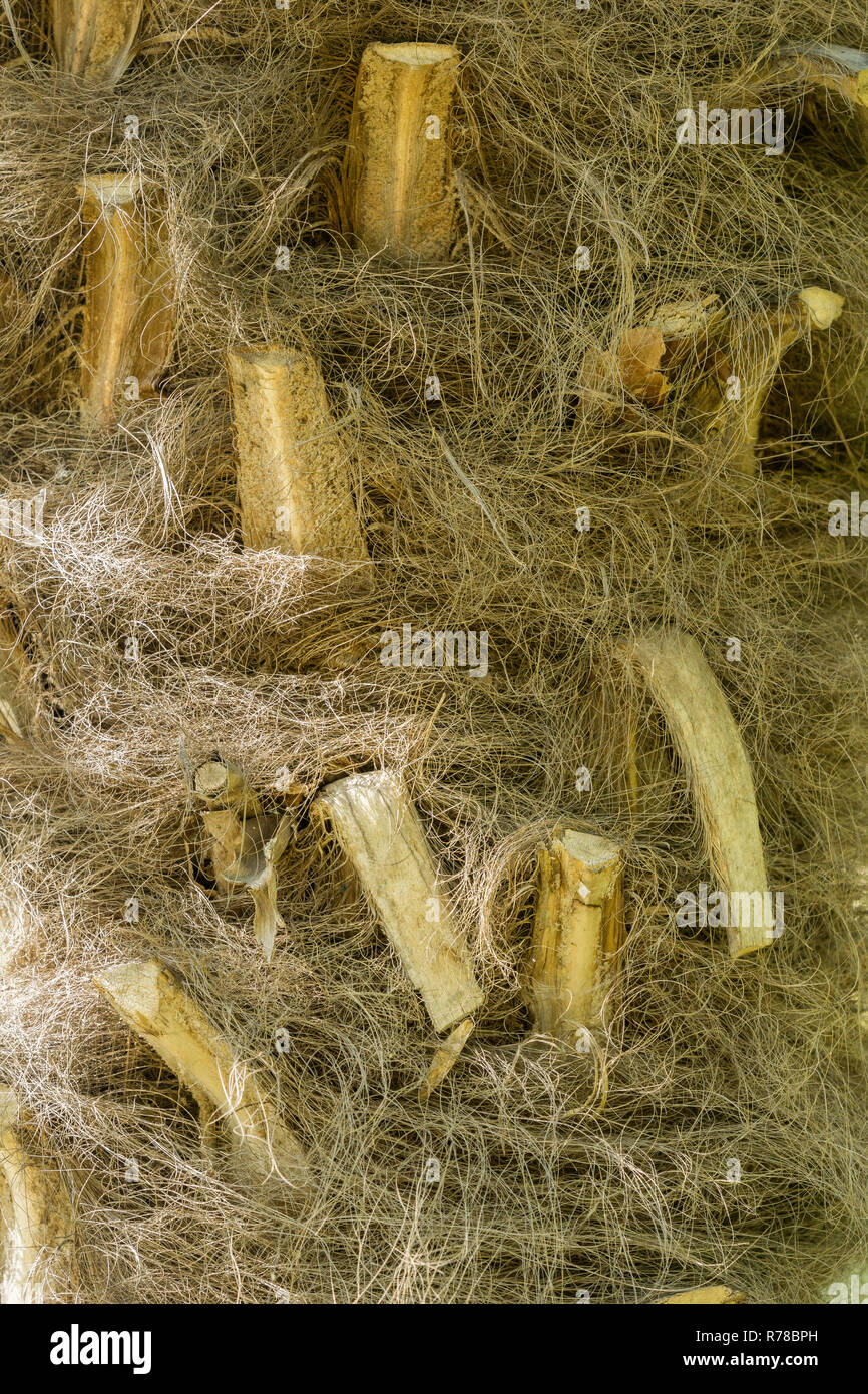 Palm fiber hi-res stock photography and images - Alamy