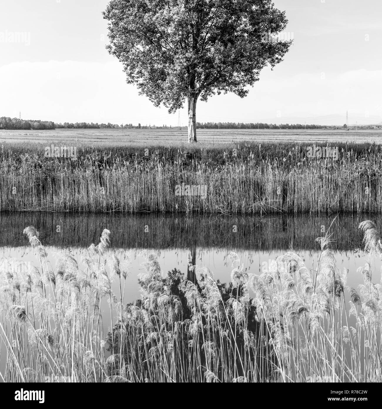 Backdrop of green leaf Black and White Stock Photos & Images - Alamy