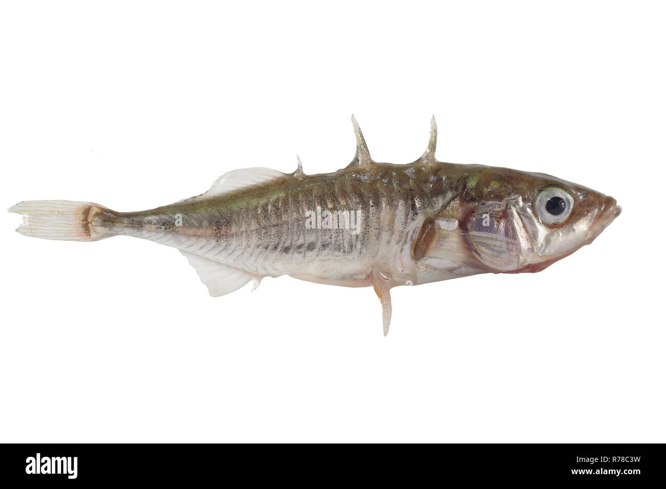 Cartoon sea fish isolated white Cut Out Stock Images & Pictures - Alamy