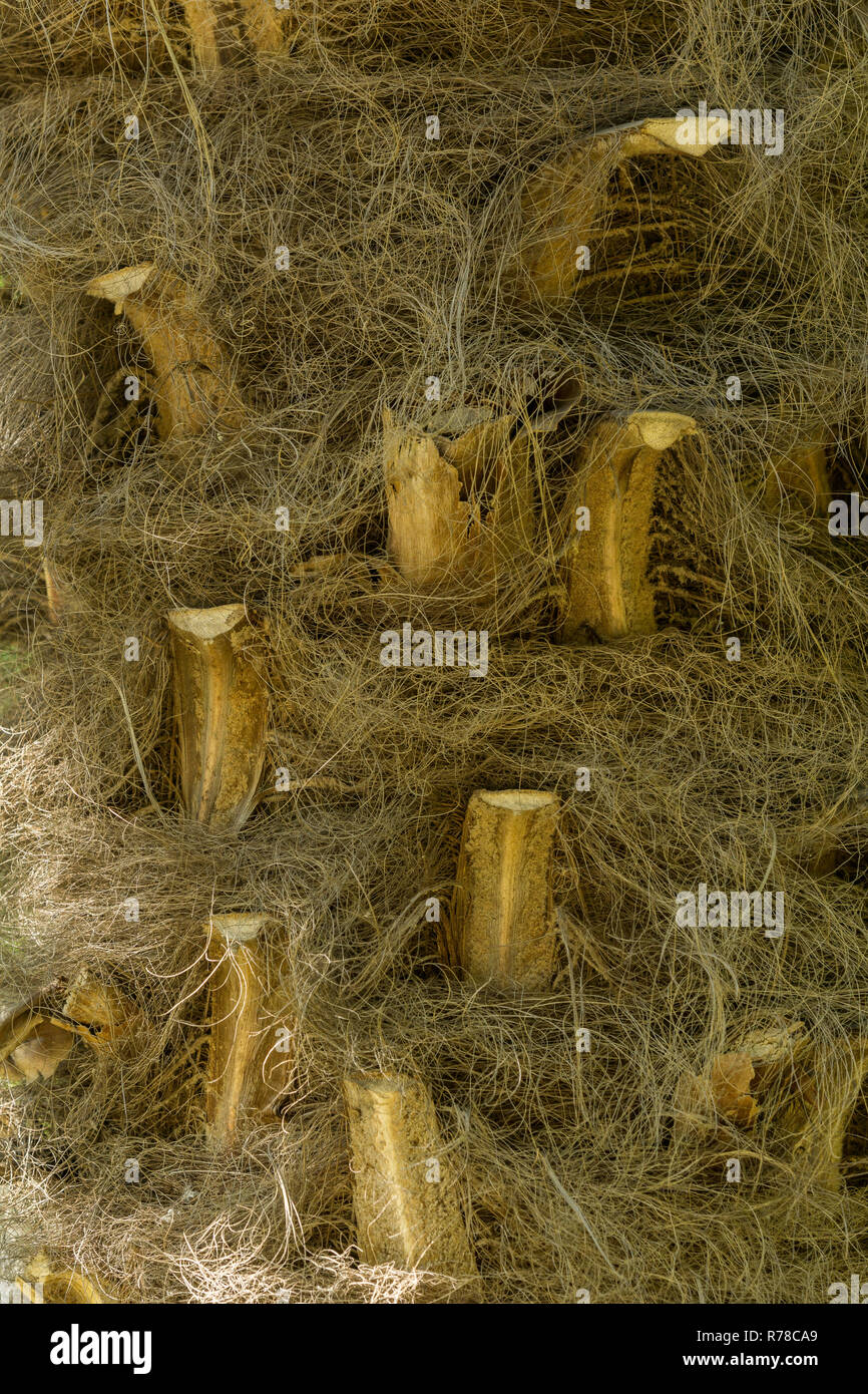 Palm Tree Bark Husk High Resolution Stock Photography and Images - Alamy
