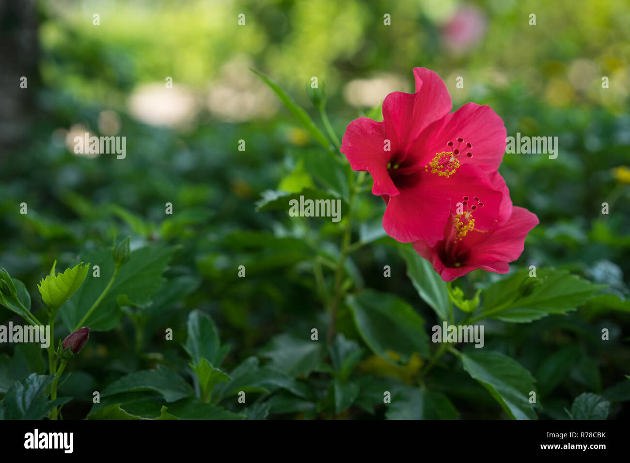 Gudhal flower hi-res stock photography and images - Alamy