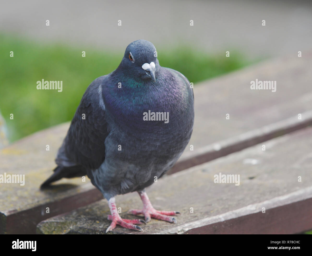 Carrier pigeon in flight close up hi-res stock photography and images ...