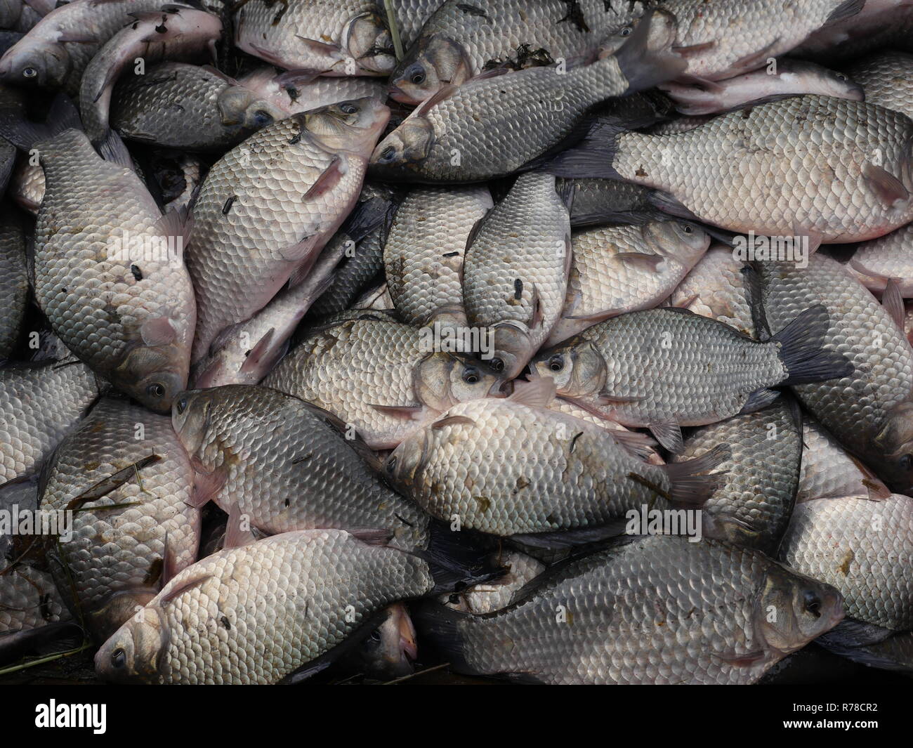 background with scabies caught silver carp Stock Photo - Alamy