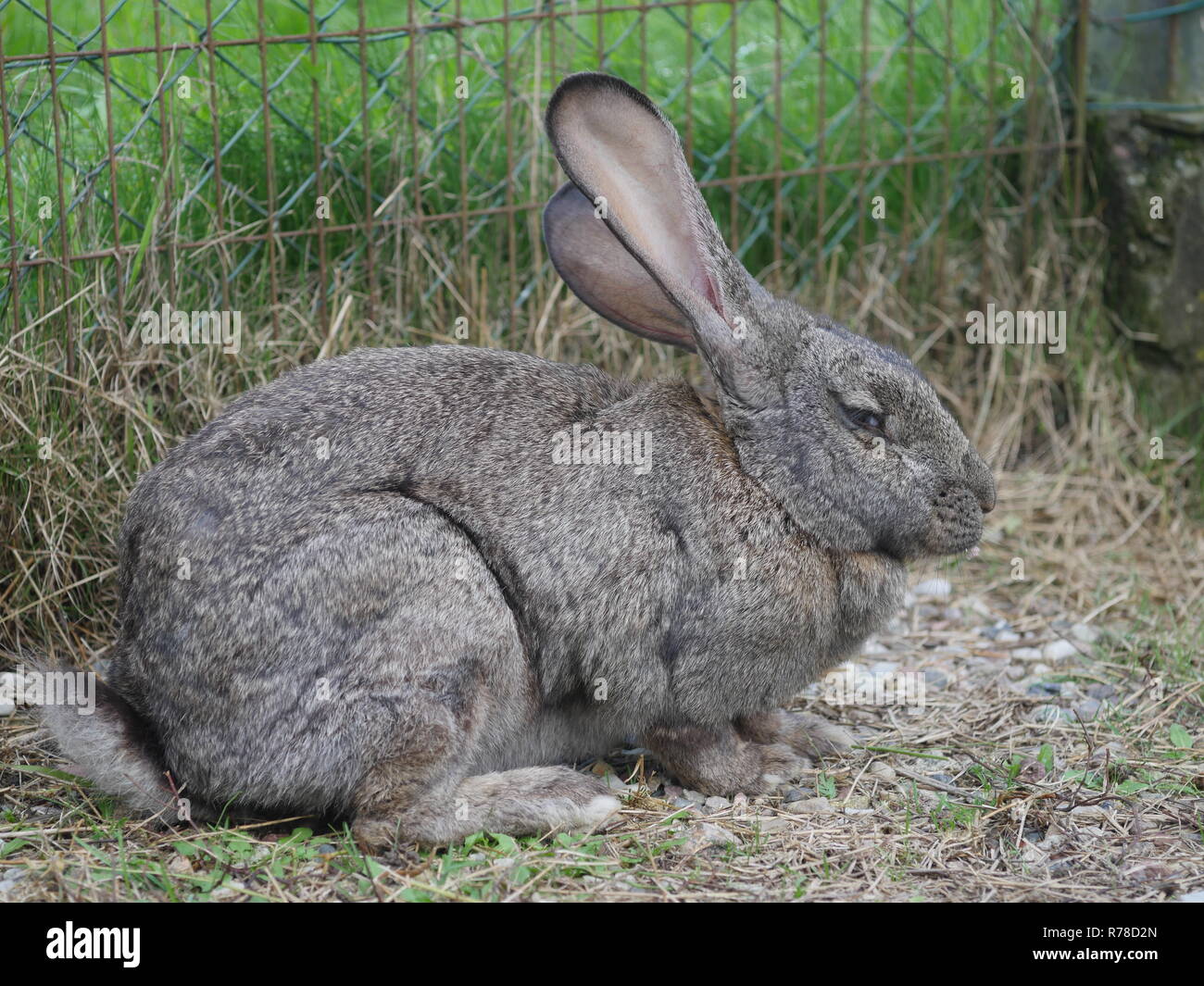 gray big rabbit in the cage Stock Photo - Alamy