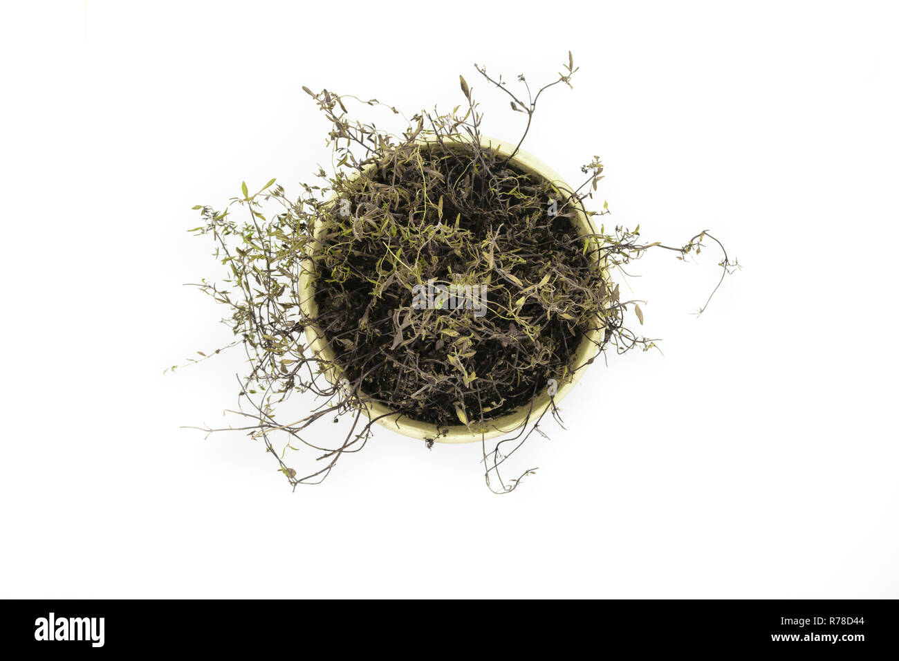 Thyme Pot Cut Out Stock Images & Pictures - Alamy